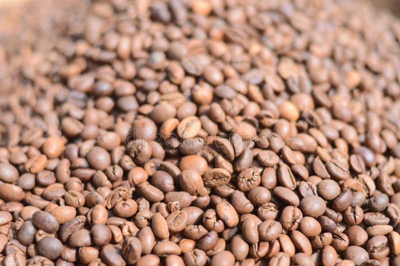 Robusta Coffee Beans after Roasted are Brown in Close Up Angle Stock ...