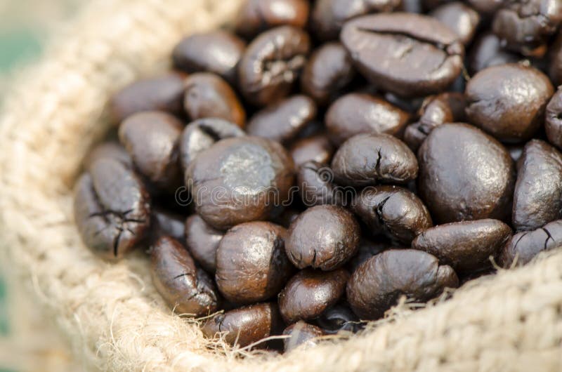 Robusta Coffee Coffea Canephora Pierre Ex Froehner Stock Photos - Free ...
