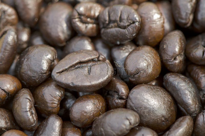 Robusta Coffee Coffea Canephora Pierre Ex Froehner Stock Photos - Free ...