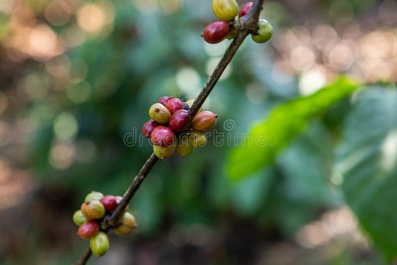 Robusta Coffee Farm in the Northeast Mountain of Thailand Stock Photo ...