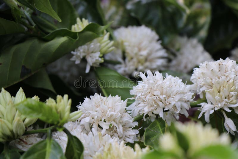 Robusta Coffee Flower Blooming in Plantation Stock Image - Image of ...