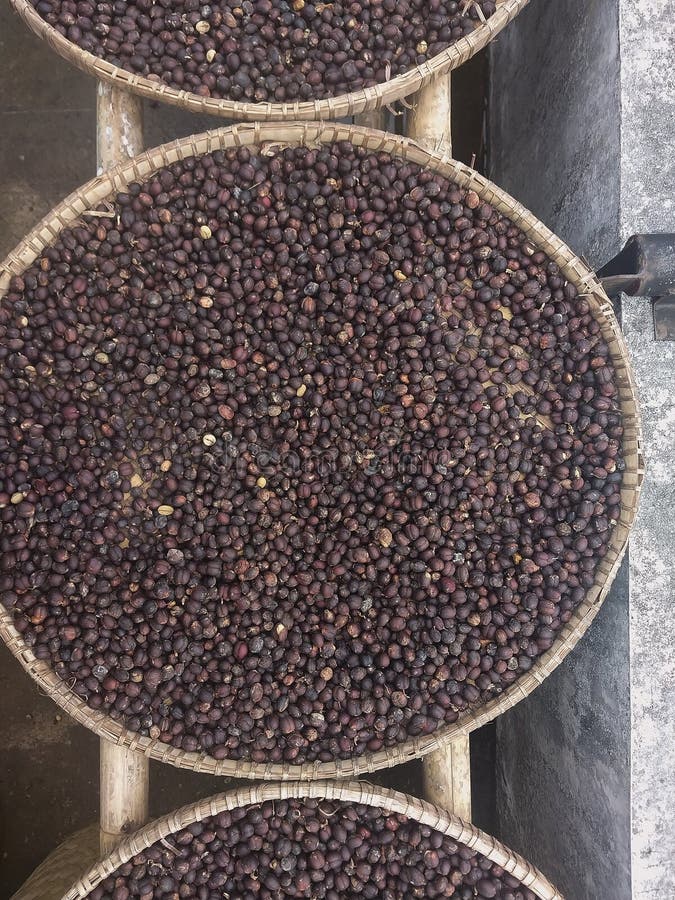 Robusta Coffee Fruit in the Drying Process Stock Photo - Image of produce, brown: 359195352