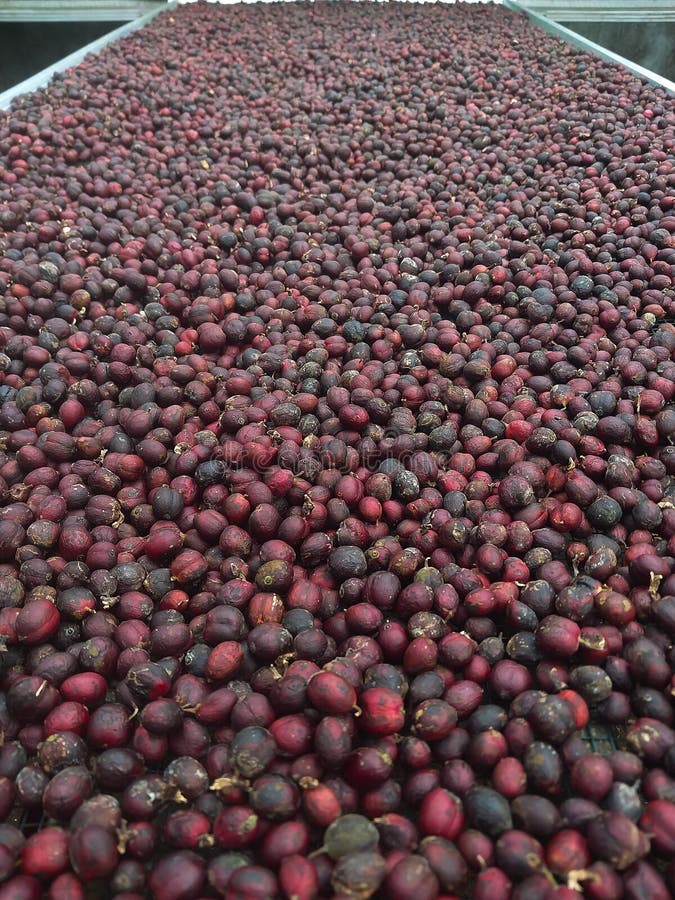 Coffee and Fruit Plate for Breakfast Stock Photo - Image of plate ...