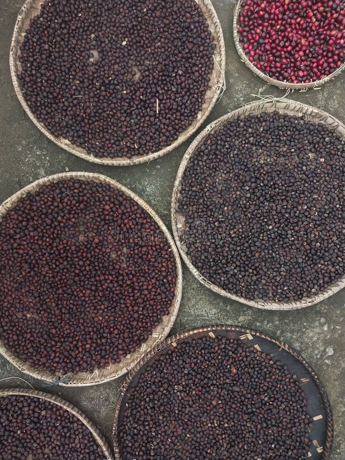 Robusta Coffee Fruit in the Drying Process Stock Photo - Image of ...