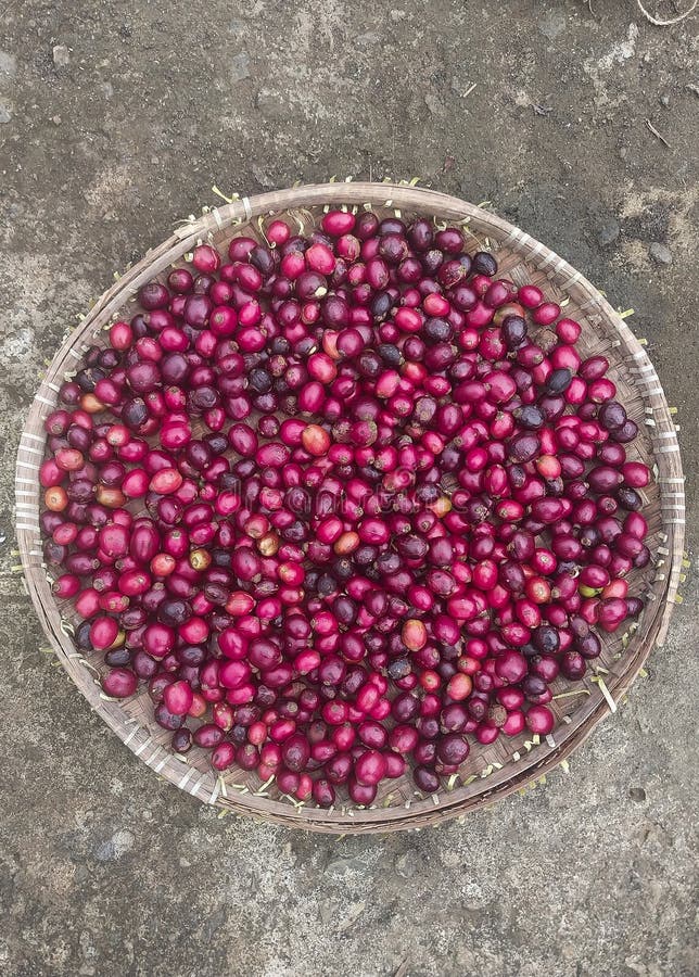 Robusta Coffee Fruit in the Drying Process Stock Photo - Image of produce, flower: 359195280