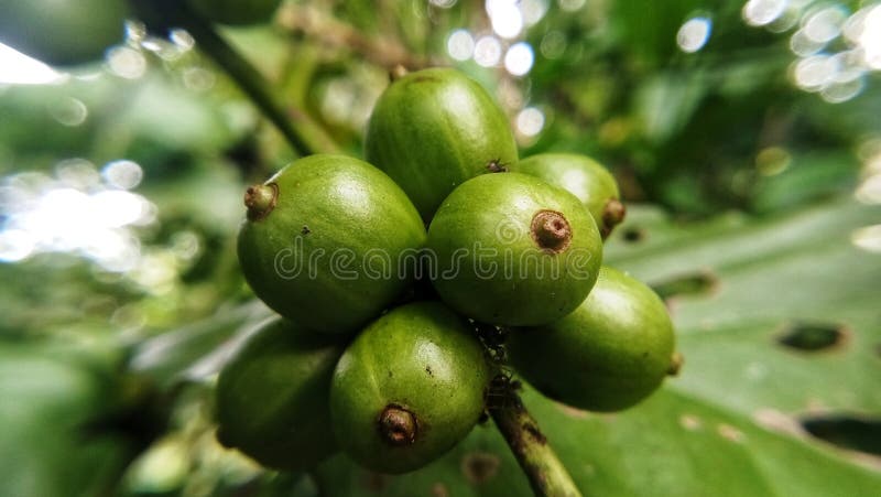 Coffee and Fruit Plate for Breakfast Stock Photo - Image of plate ...