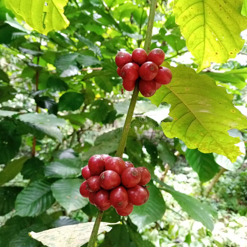 Robusta coffee fruit stock photo. Image of tree, food - 242722736