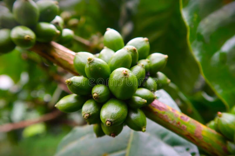 Robusta Coffee Fruit,Tugusari, Central Java, Indonesia Stock Photo ...