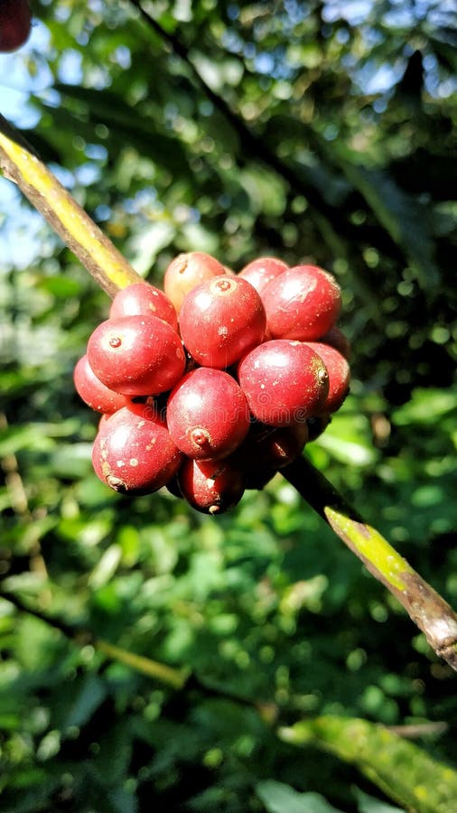Coffee ready stock photo. Image of computer, warm, gastronomy - 12496616