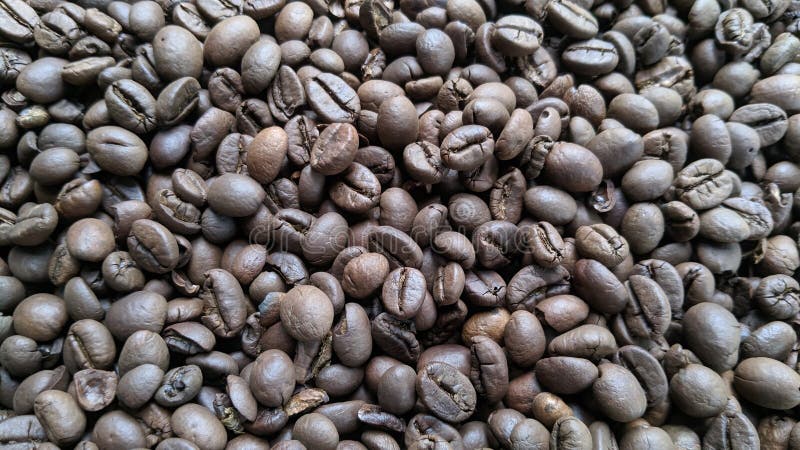 Robusta Coffee is Roasted with Medium Maturity Stock Photo - Image of ...