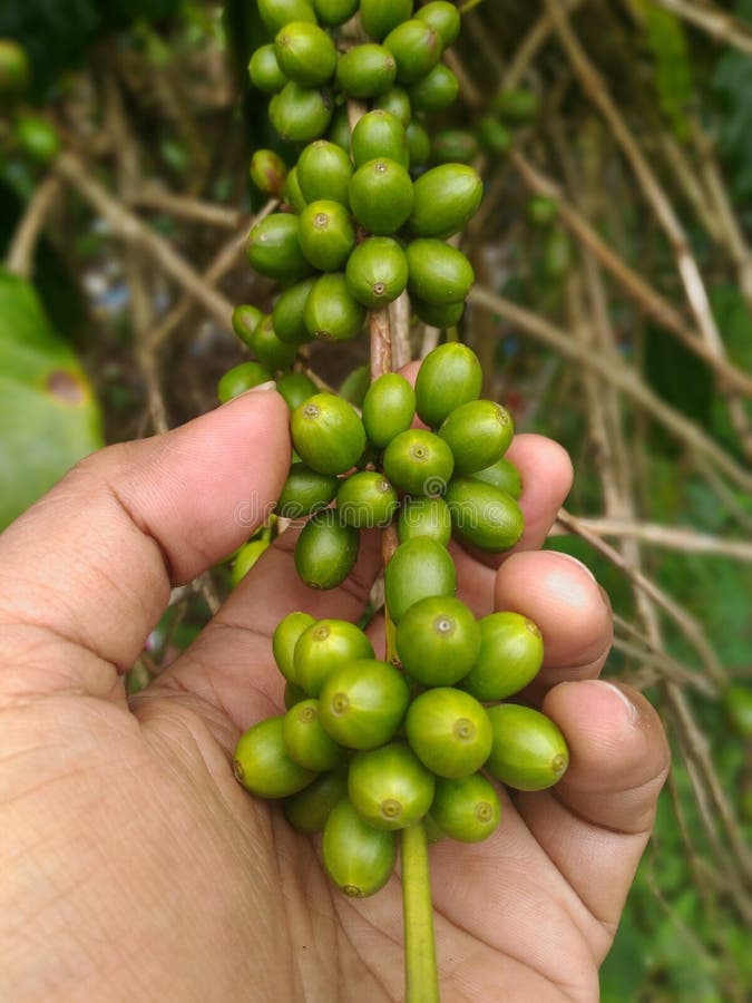 Robusta Coffee Seeds on a Branch Stock Photo - Image of ranch, drink ...