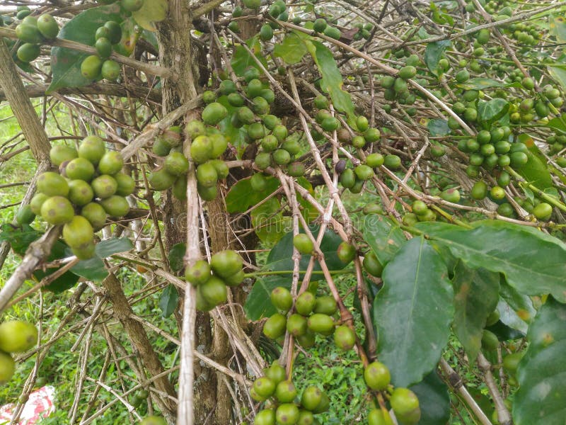 Robusta Coffee Seeds on a Branch Stock Photo - Image of plants, culture ...
