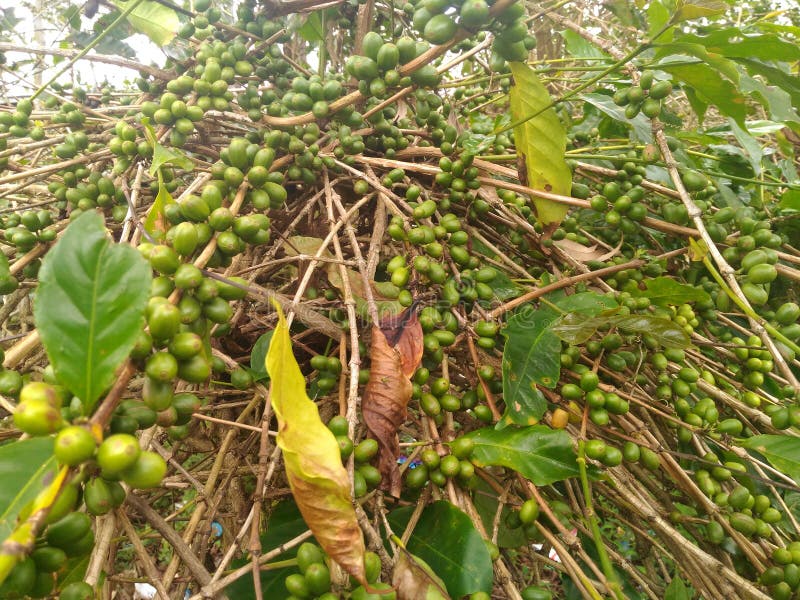 Robusta Coffee Seeds on a Branch Stock Photo - Image of ranch, drink ...