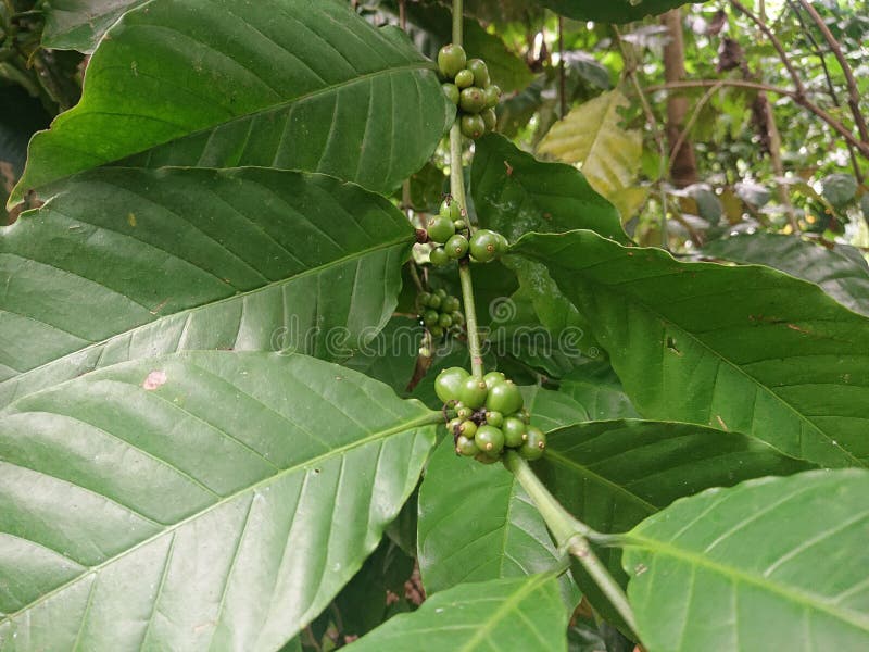 Robusta Coffee Tree with Green Fruit Stock Photo - Image of shrub ...