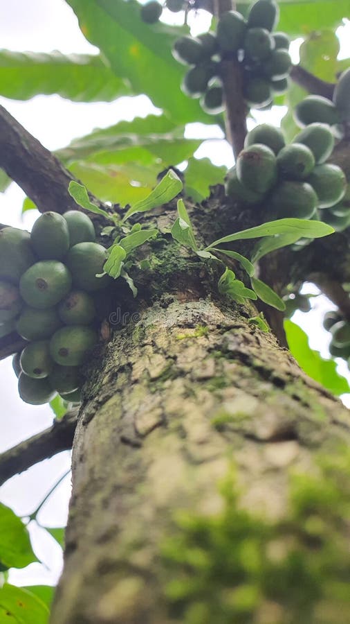 Robusta Coffee Tree Green Landscape Stock Image - Image of green ...