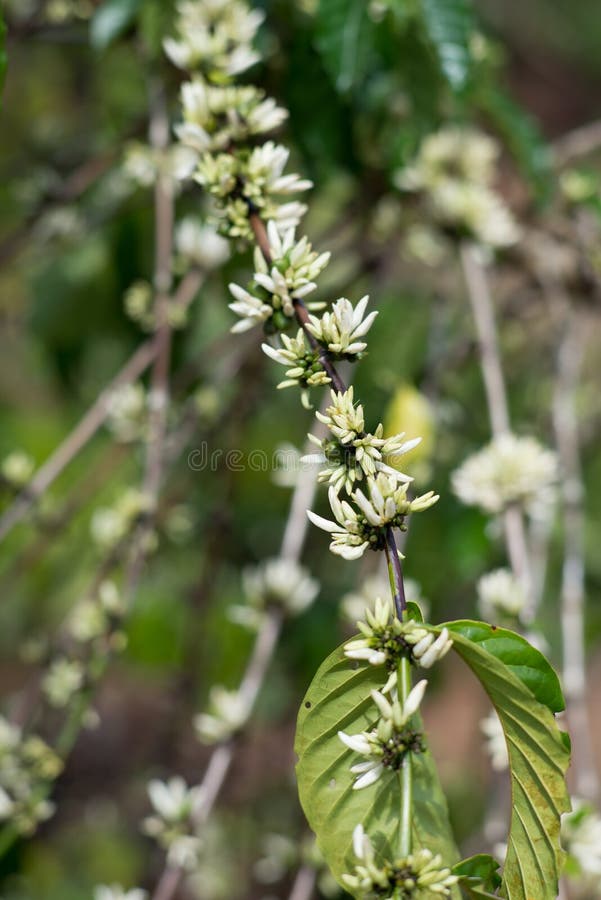 Robusta Flower Coffee Plantation Stock Image - Image of leaf, crop ...