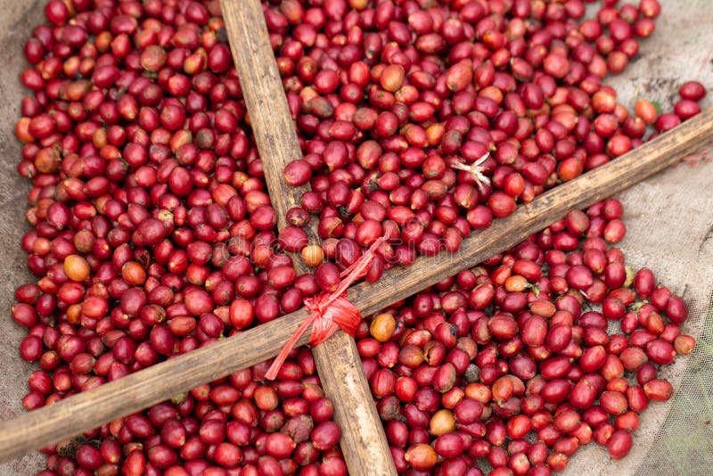 Robusta, Red Cherry Coffee Bean on Coffee Tree Stock Image - Image of ...