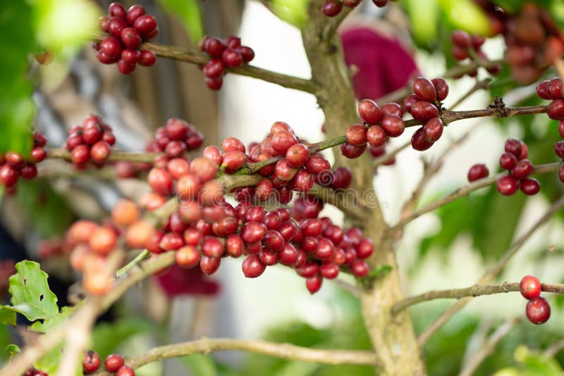 Robusta, Red Cherry Coffee Bean on Coffee Tree Stock Photo - Image of ...