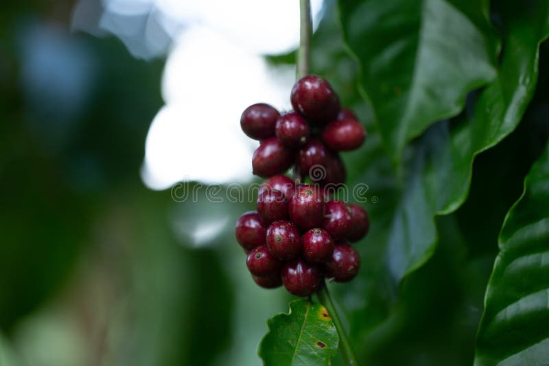Robusta, Red Cherry Coffee Bean on Coffee Tree Stock Photo - Image of ...