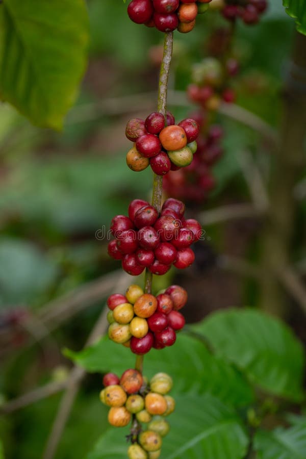 Robusta, Red Cherry Coffee Bean on Coffee Tree Stock Photo - Image of ...