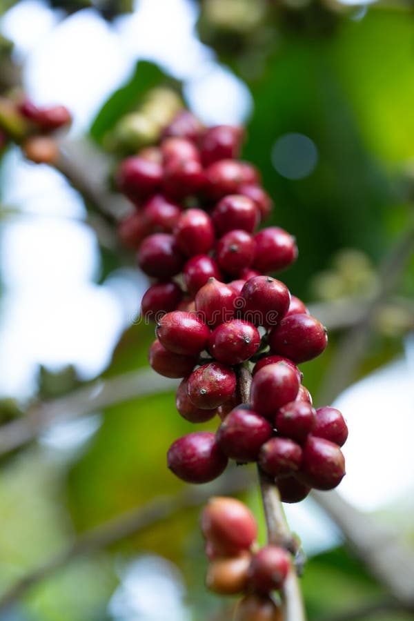 Robusta, Red Cherry Coffee Bean on Coffee Tree Stock Photo - Image of ...