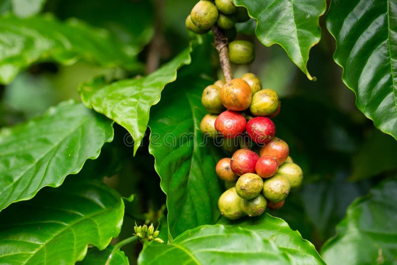 Robusta, Red Cherry Coffee Bean on Coffee Tree Stock Image - Image of ...