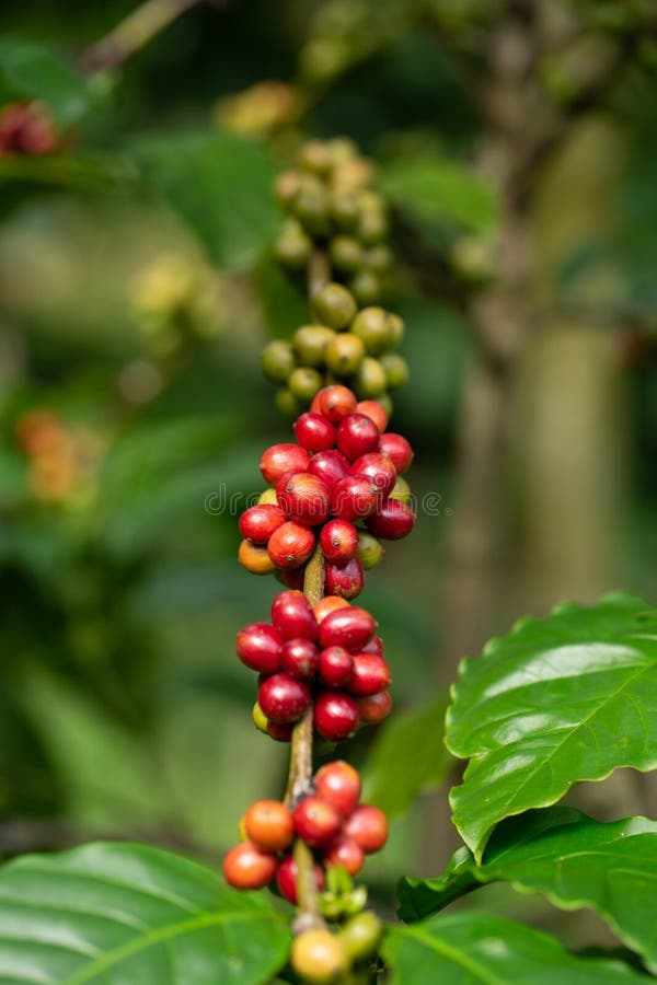 Robusta, Red Cherry Coffee Bean on Coffee Tree Stock Photo - Image of ...