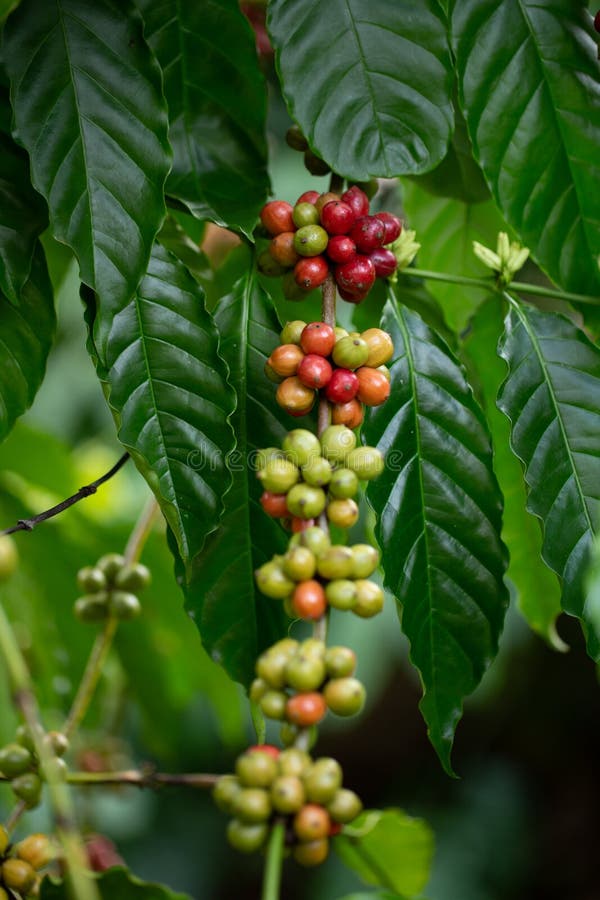 Robusta, Red Cherry Coffee Bean on Coffee Tree Stock Image - Image of ...