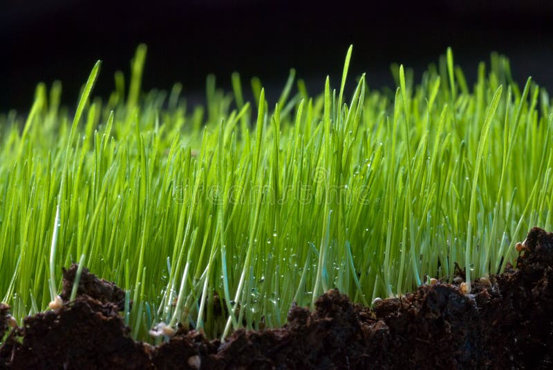 Rocíe en una hierba imagen de archivo. Imagen de belleza - 4616217