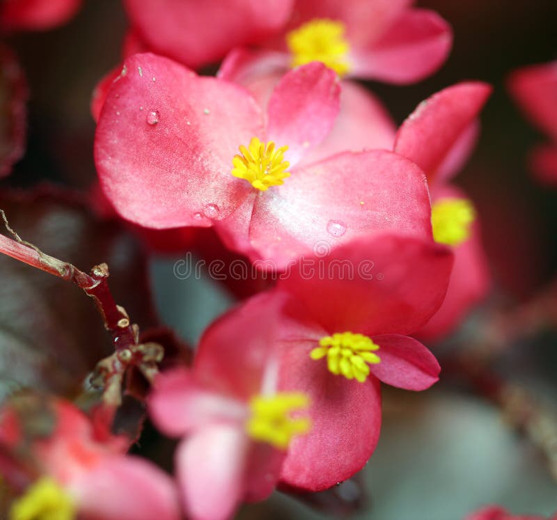 Rocío en la flor imagen de archivo. Imagen de rojo, detalle - 38157389