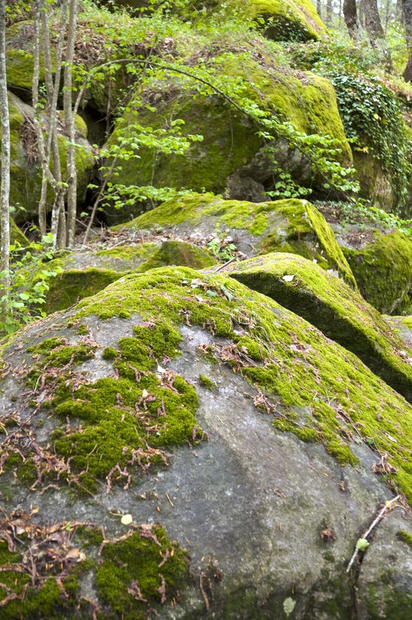 Roca con el musgo imagen de archivo. Imagen de planta - 9232869