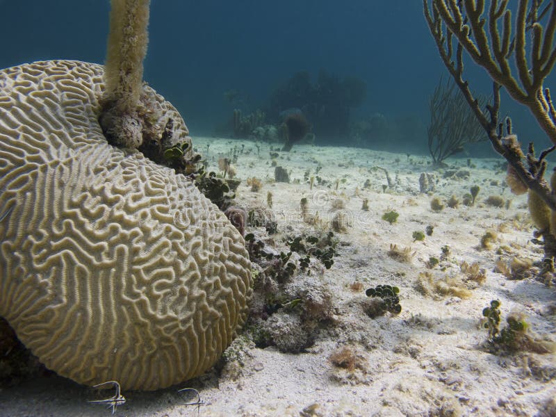 Roca coralina imagen de archivo. Imagen de profundamente - 22259037