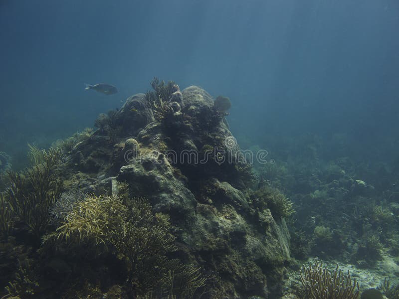 Roca coralina foto de archivo. Imagen de apacible, activo - 22260644