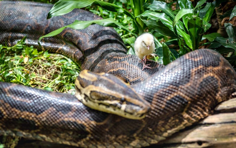Roca Python Africana En Uganda Foto de archivo - Imagen de roca ...