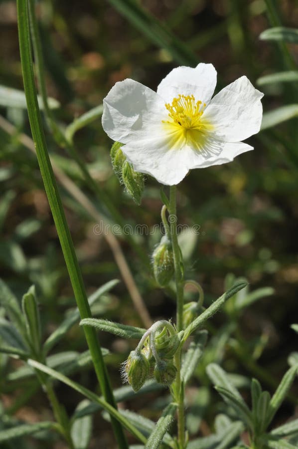 Roca-rosa blanca imagen de archivo. Imagen de retrato - 32449151