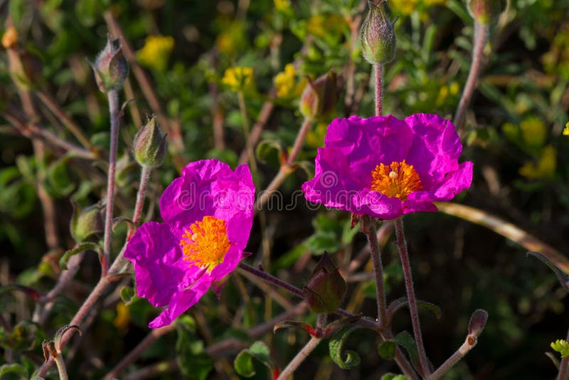 Planta Color De Rosa De La Roca Rosada Imagen de archivo - Imagen de ...