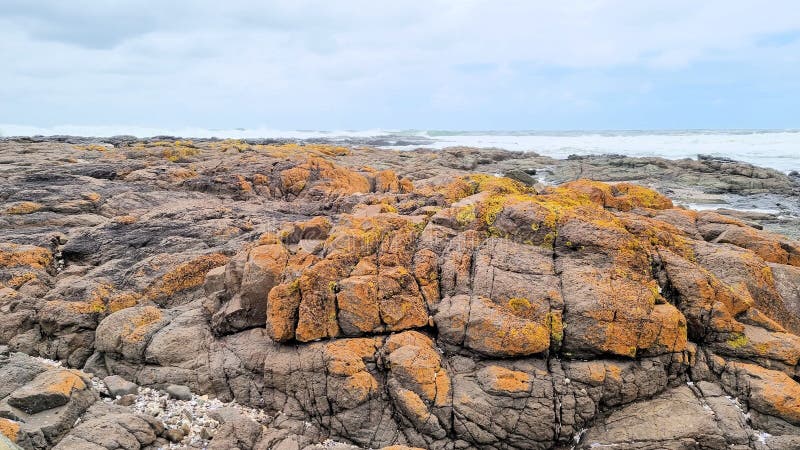 Rocas Recubiertas De Algas Naranjas a Orillas Del Mar Sobre Una ... Rocas Recubiertas De Algas Naranjas a Orillas Del Mar Sobre Una ...