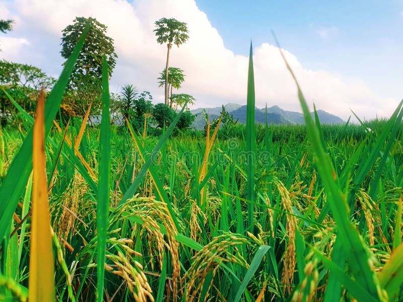 A Roce Tree with Green Leaf in the Village Stock Photo - Image of ...
