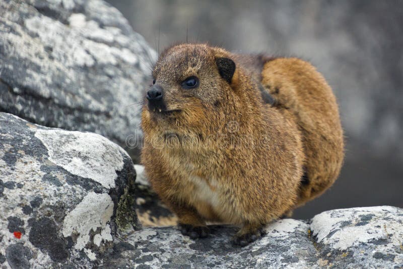 Dassy Animal Sur La Montagne De Tableau, Cape Town. Afrique Image stock ...