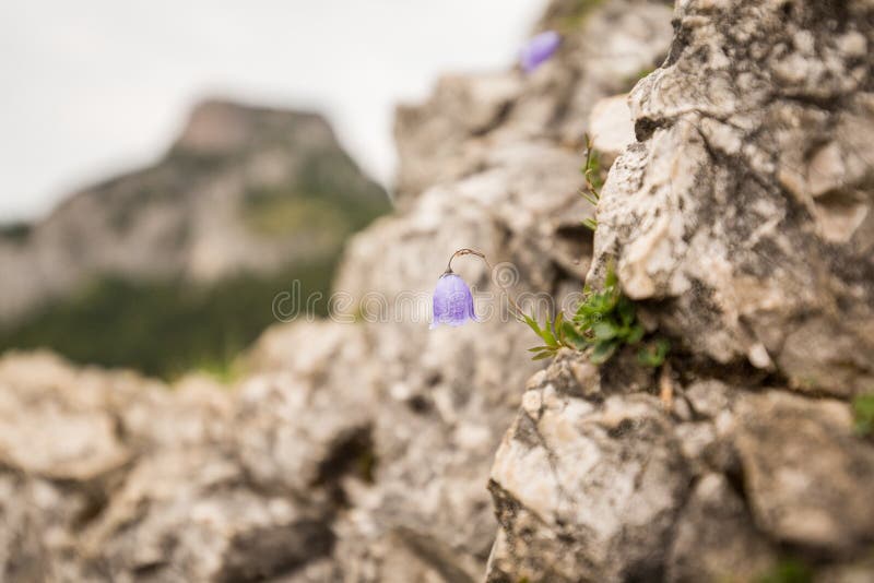 Roche De Violet Flower Grow on the Photo stock - Image du pensée ...