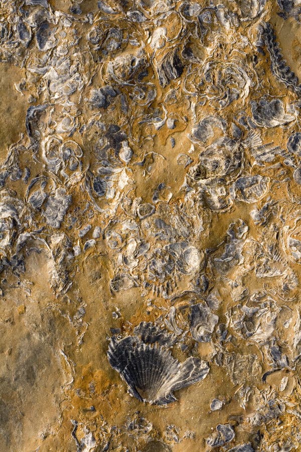 Roches Avec Les Fossiles Embeded Dedans Image stock - Image du strates ...