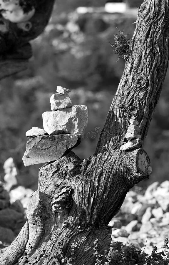 Roches Et Tronc D'arbre Avec Aquatique Dans Le Lac D'erhai Photo stock ...