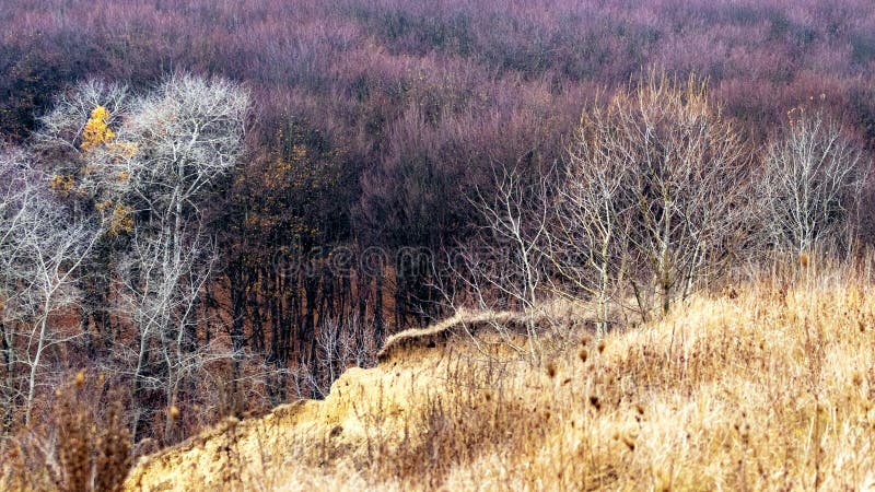 Rock on the Background of the Autumn Forest with Bare Trees Stock Image ...