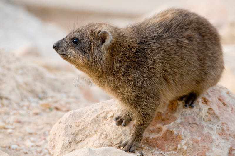 Rock badger stock image. Image of animal, claw, hyrax - 11505213