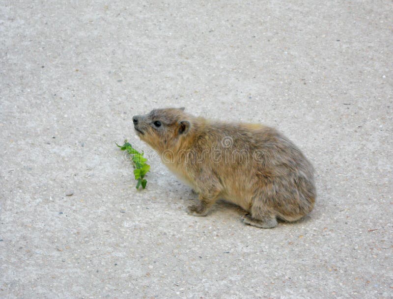 Rock Badger stock photo. Image of middle, israeli, nature - 73815712