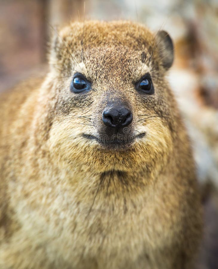 Rock badger stock image. Image of animal, claw, hyrax - 11505213
