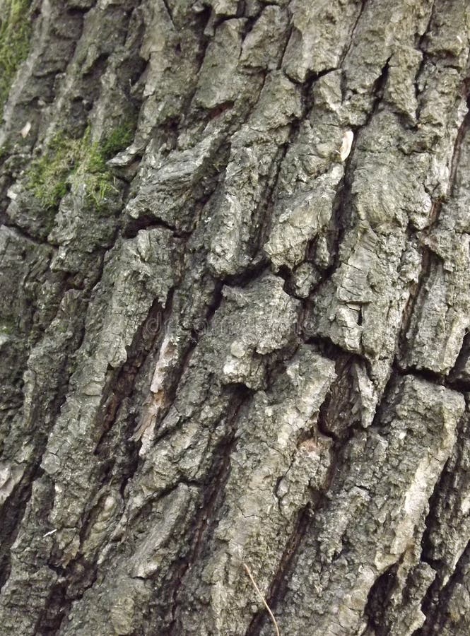 A rock or bark stock image. Image of source, endless - 87081255