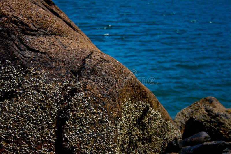 Barnacle Encrusted Rock stock image. Image of rock, barnacles - 12503463