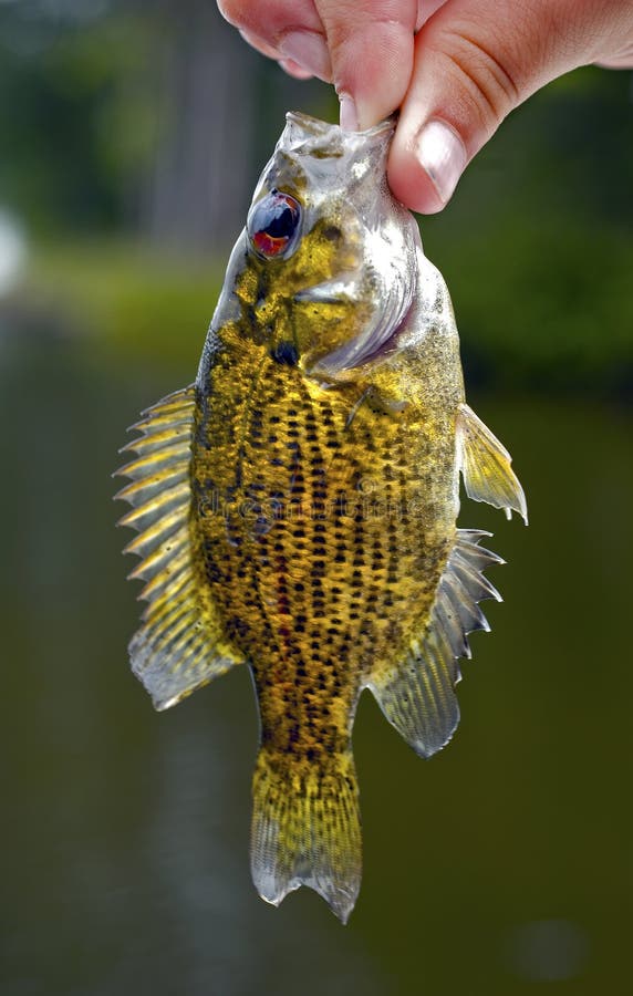 Largemouth Bass Fishing stock photo. Image of angler - 30972266