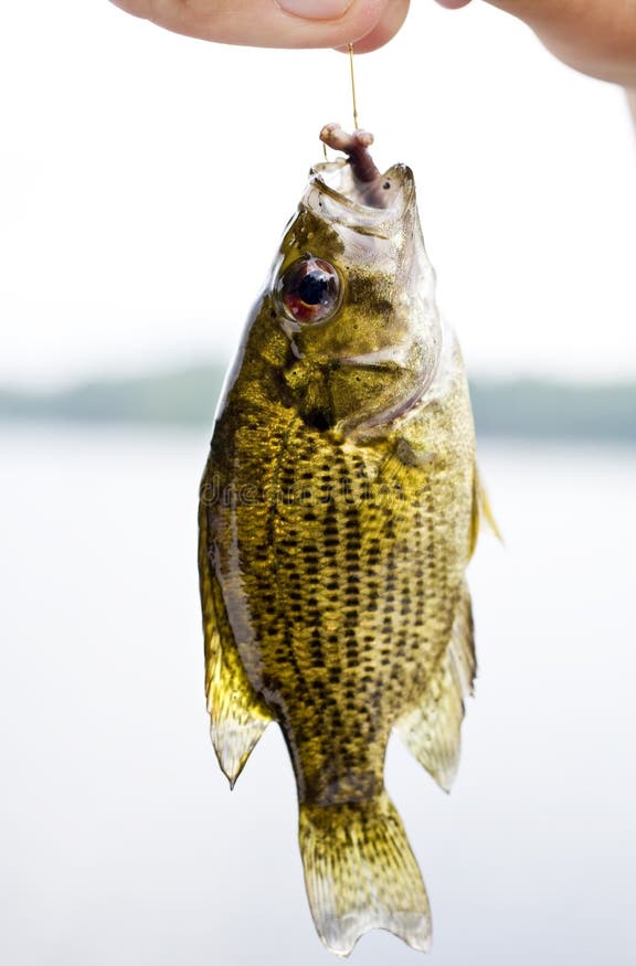 537 Rock Bass Fish Stock Photos - Free & Royalty-Free Stock Photos from ...
